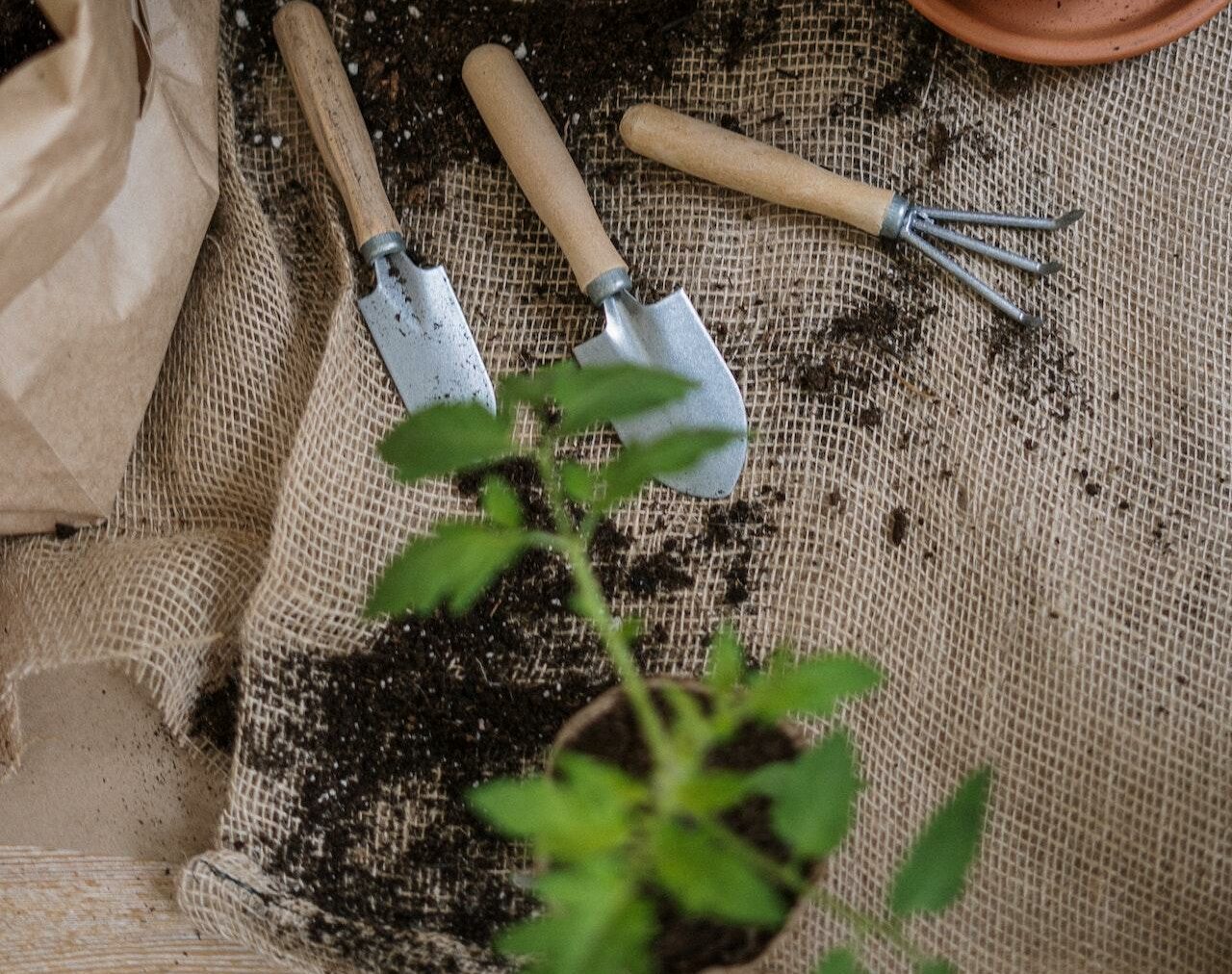 Evde Bitki Bakanlar İçin İpuçları - Hayatburada